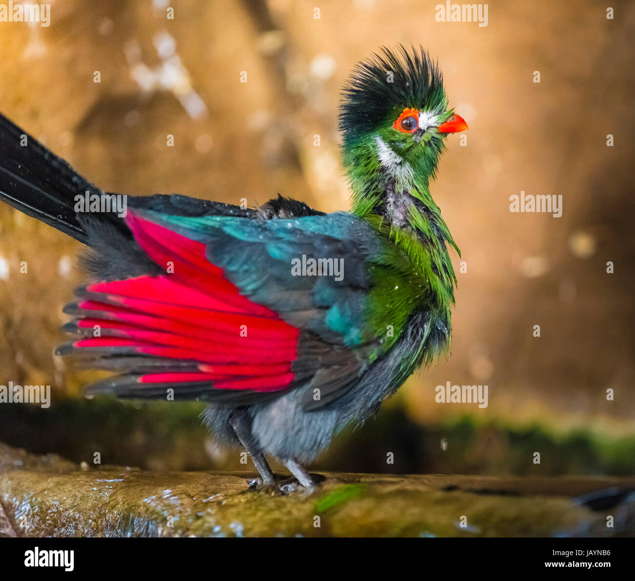 Guinea Turaco also known as Green Turaco - Tauraco persa Stock Photo ...