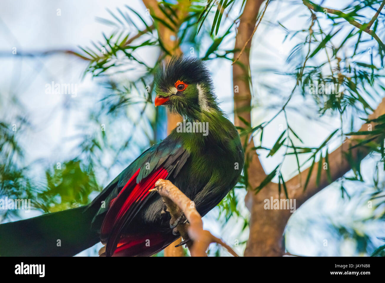 Guinea turaco beak hi-res stock photography and images - Alamy