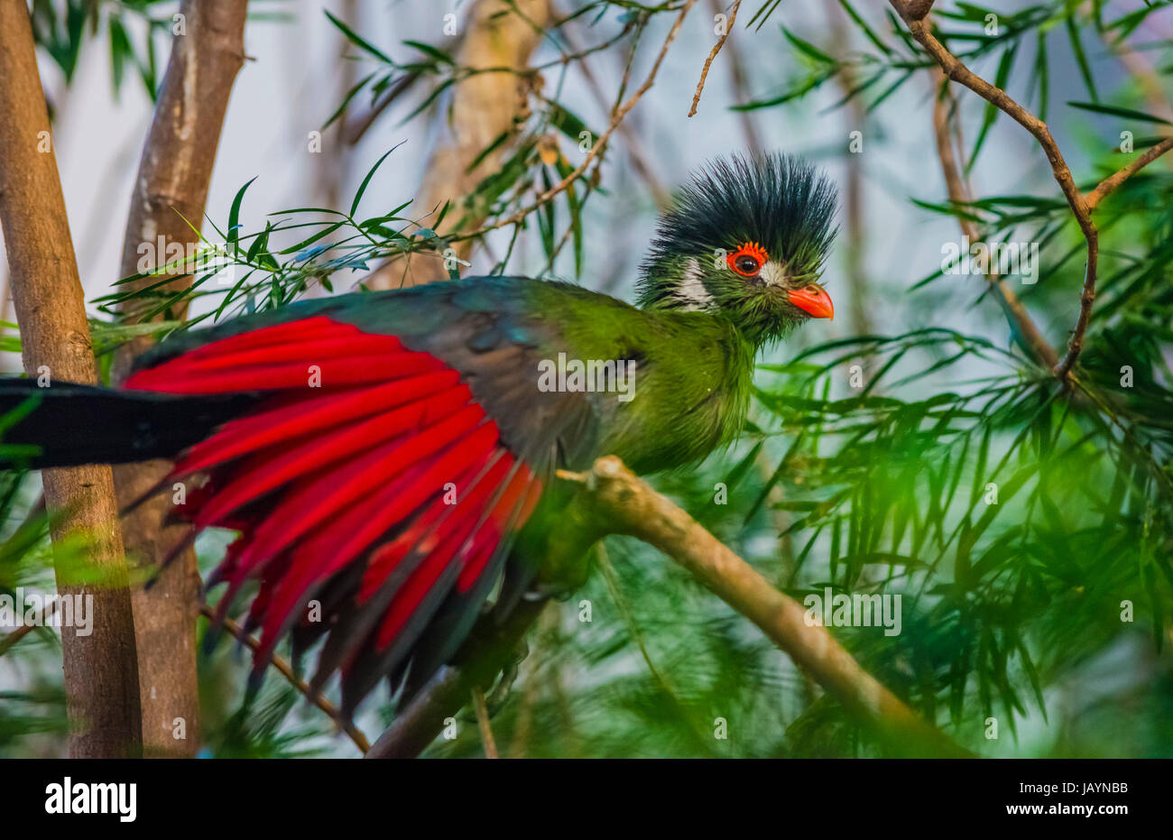 Guinea Turaco also known as Green Turaco - Tauraco persa Stock Photo ...