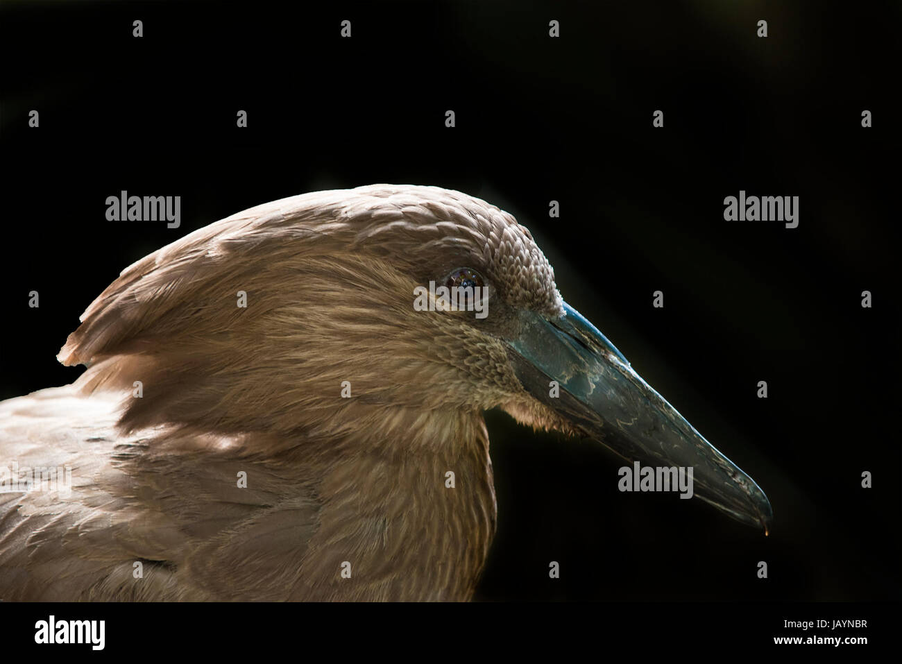 The Hamerkop Scopus umbretta, also known as Hammerkop, Hammerkopf ...