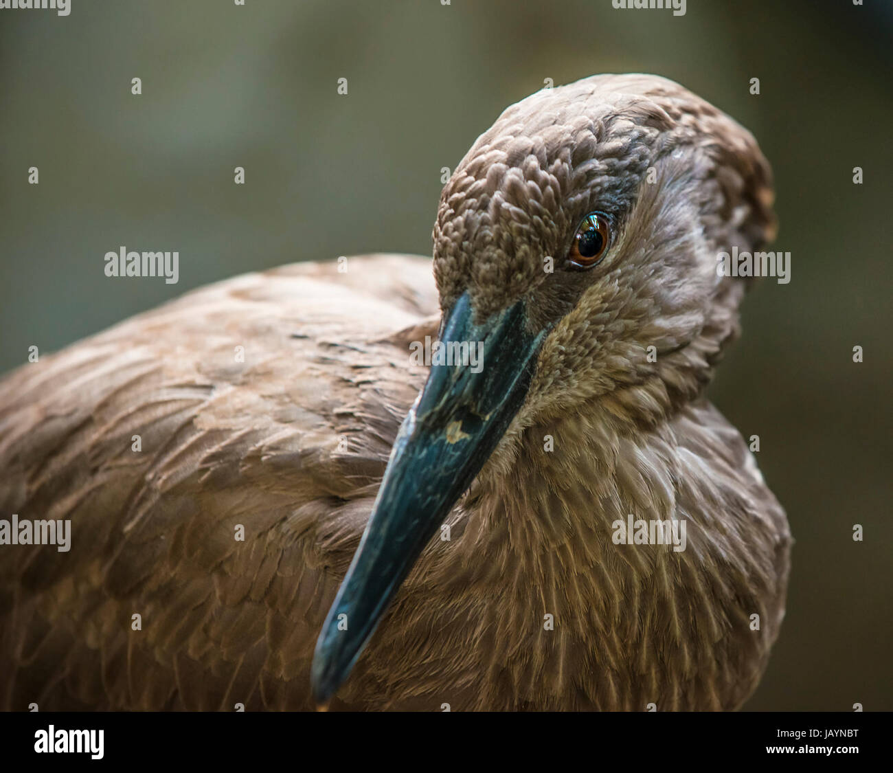 The Hamerkop Scopus umbretta, also known as Hammerkop, Hammerkopf ...