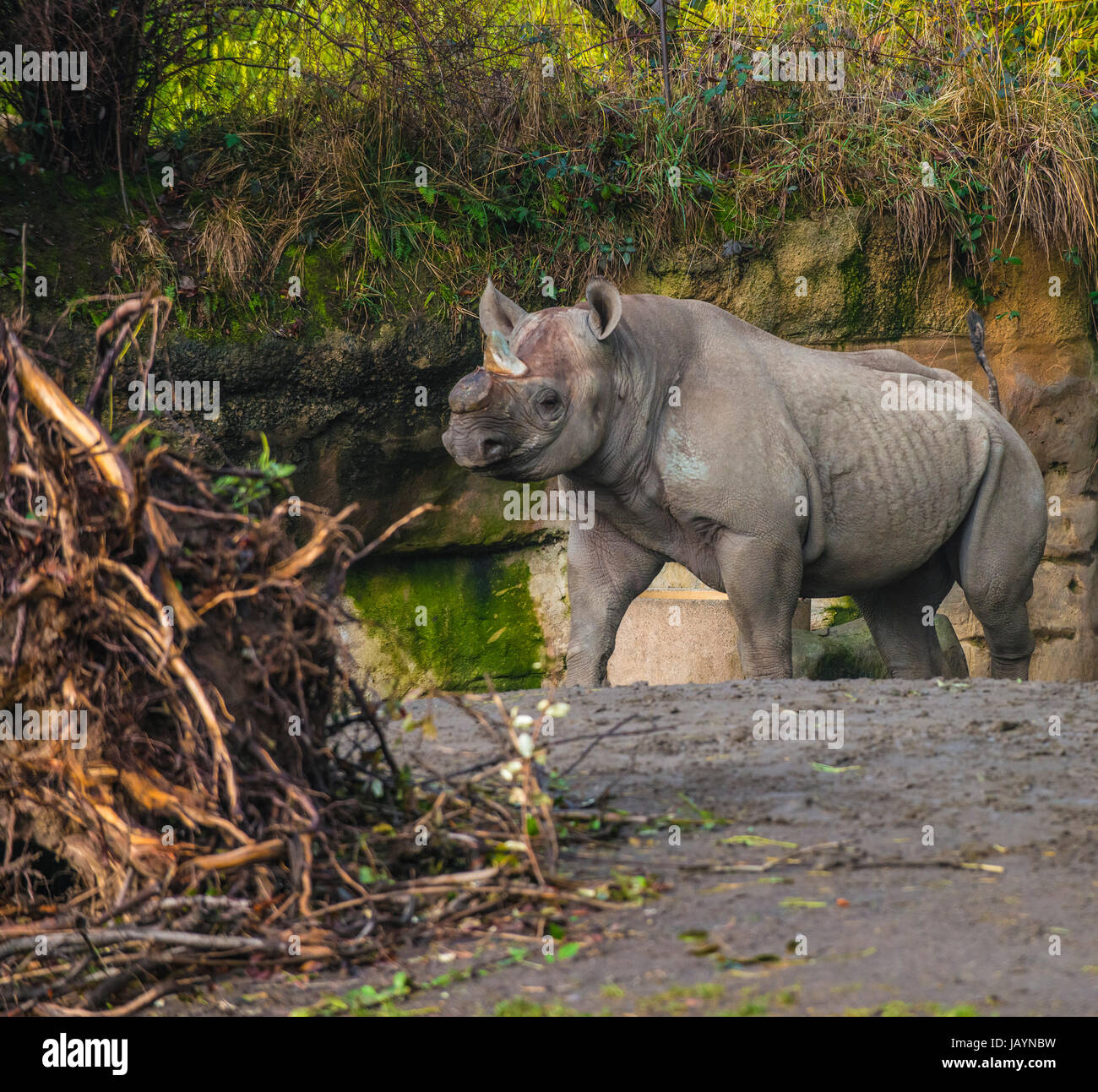 Rhino with horn cut off hi-res stock photography and images - Alamy