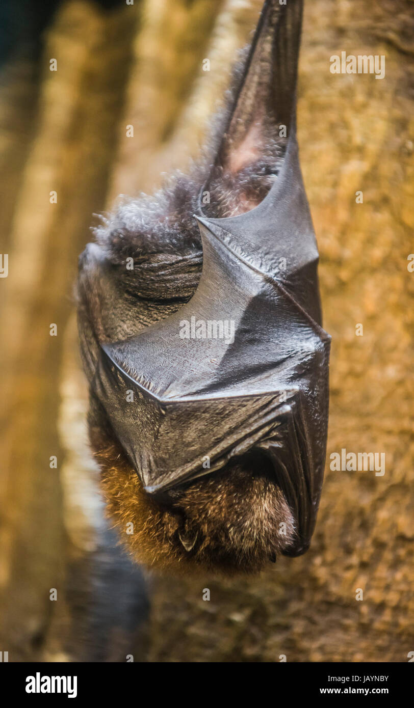 Close-up shot of a flying fox bat hanging on a tree Stock Photo - Alamy