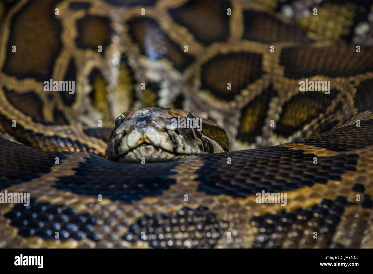 Python sebae, commonly known as the African rock python Stock Photo - Alamy