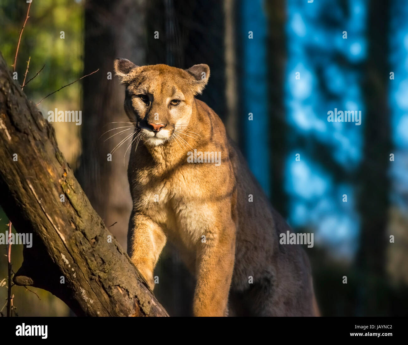 Beautiful Adult Mountain Lion close-up portrait Stock Photo - Alamy