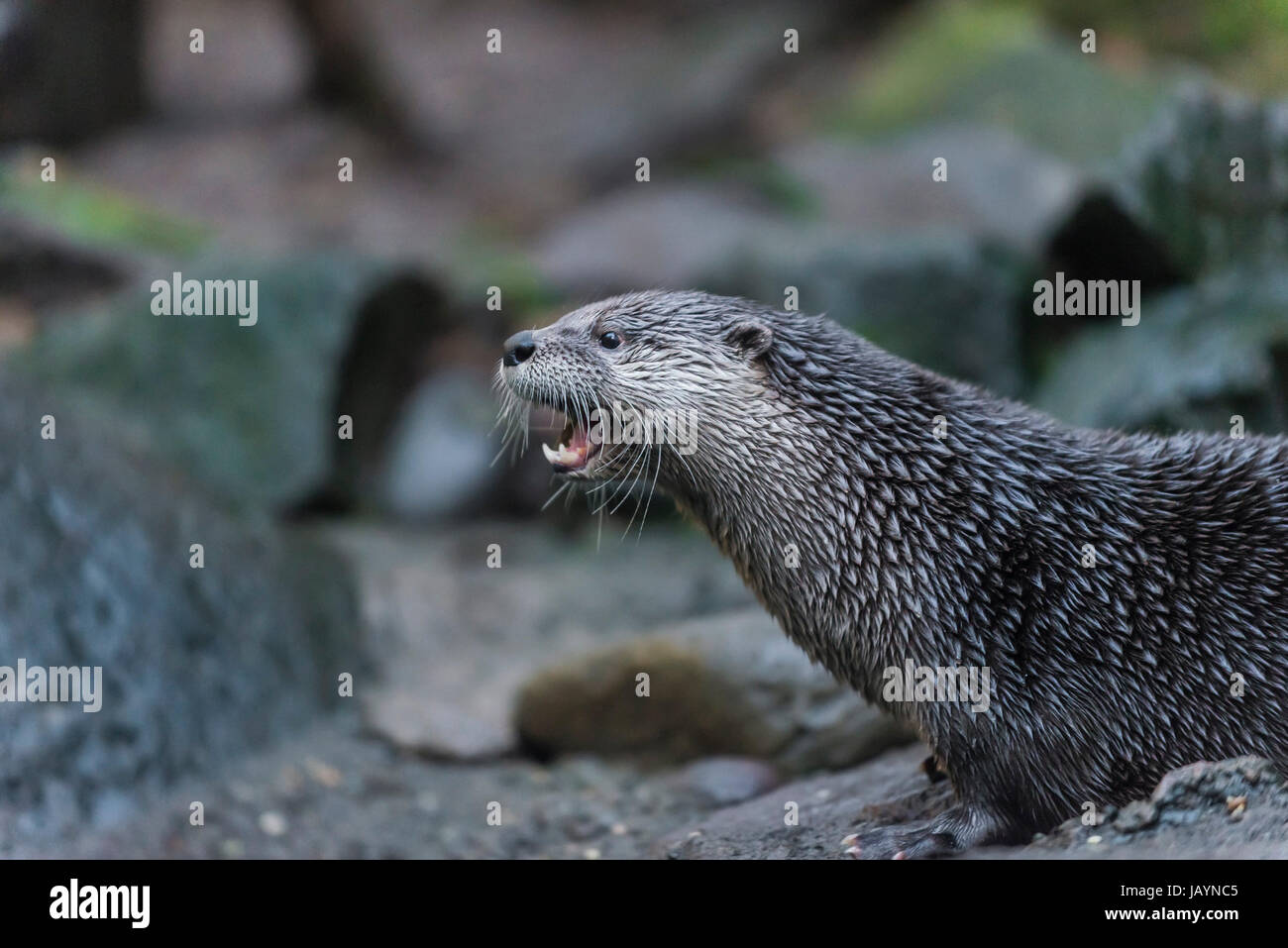 North American river otter (Lontra canadensis), also known as the ...