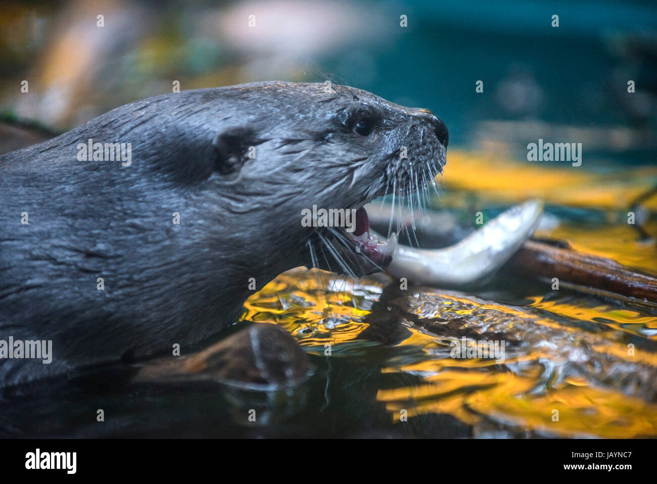 North American river otter (Lontra canadensis), also known as the ...