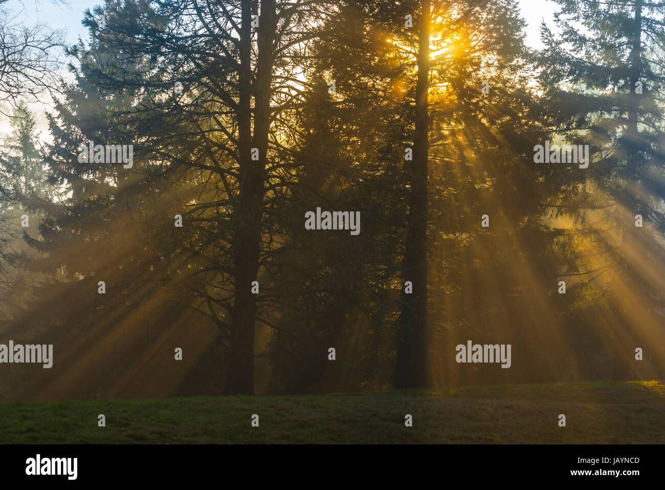Amazing Rays of light coming through the trees Stock Photo - Alamy