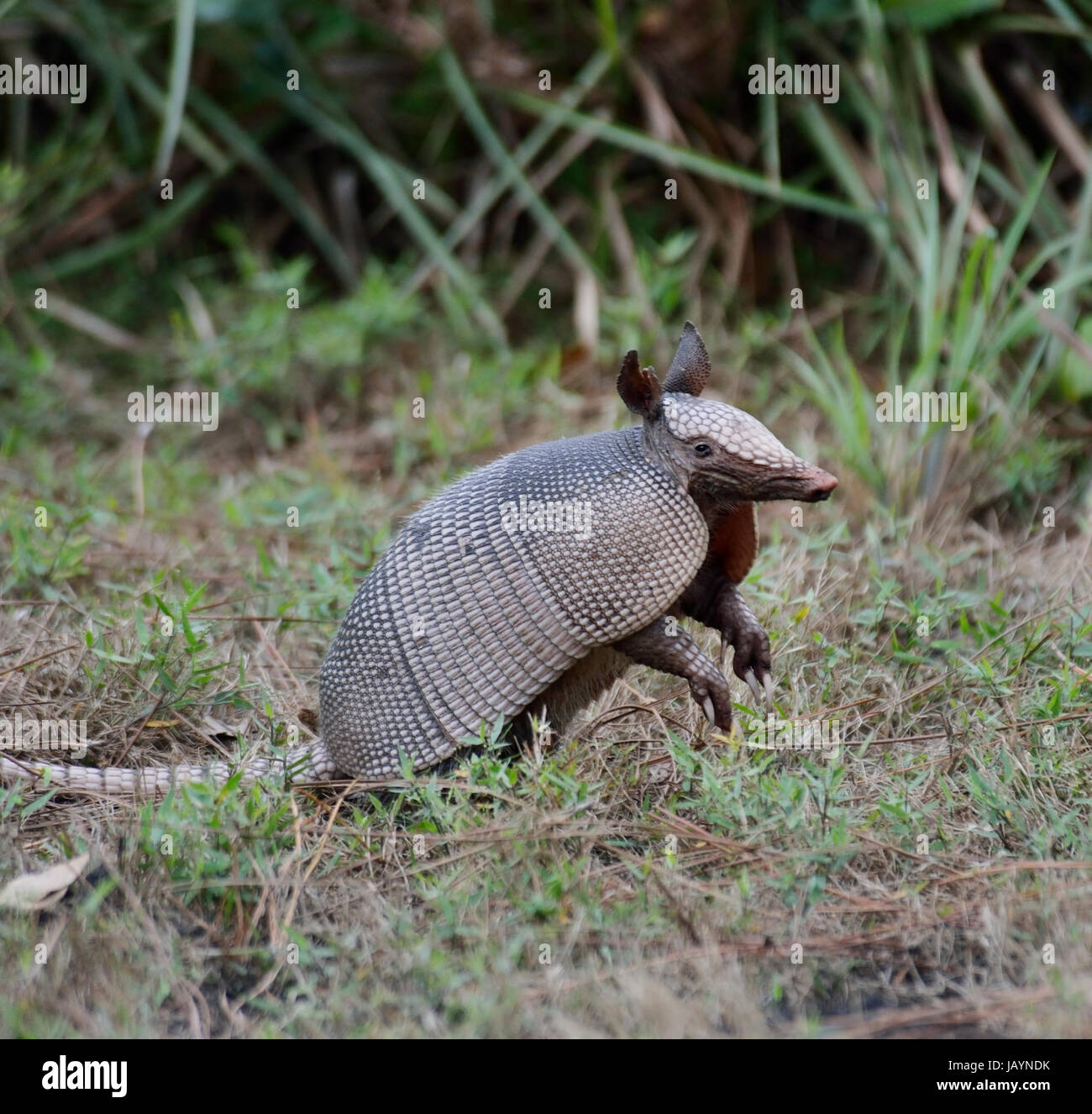 Young Armadillo In A Florida Park Stock Photo - Alamy
