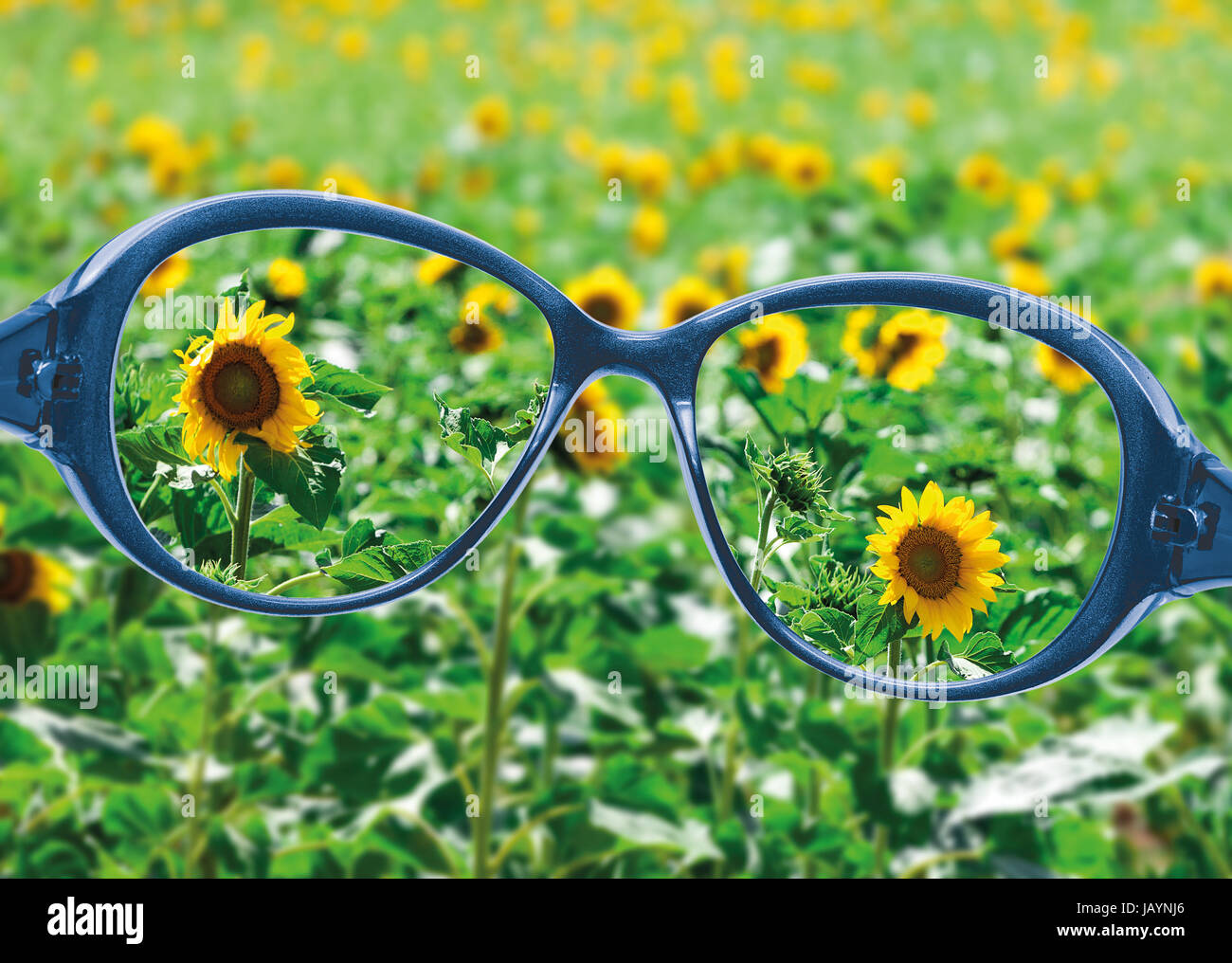 View from reading eyeglasses on beautiful nature view, healthy eyesight ...