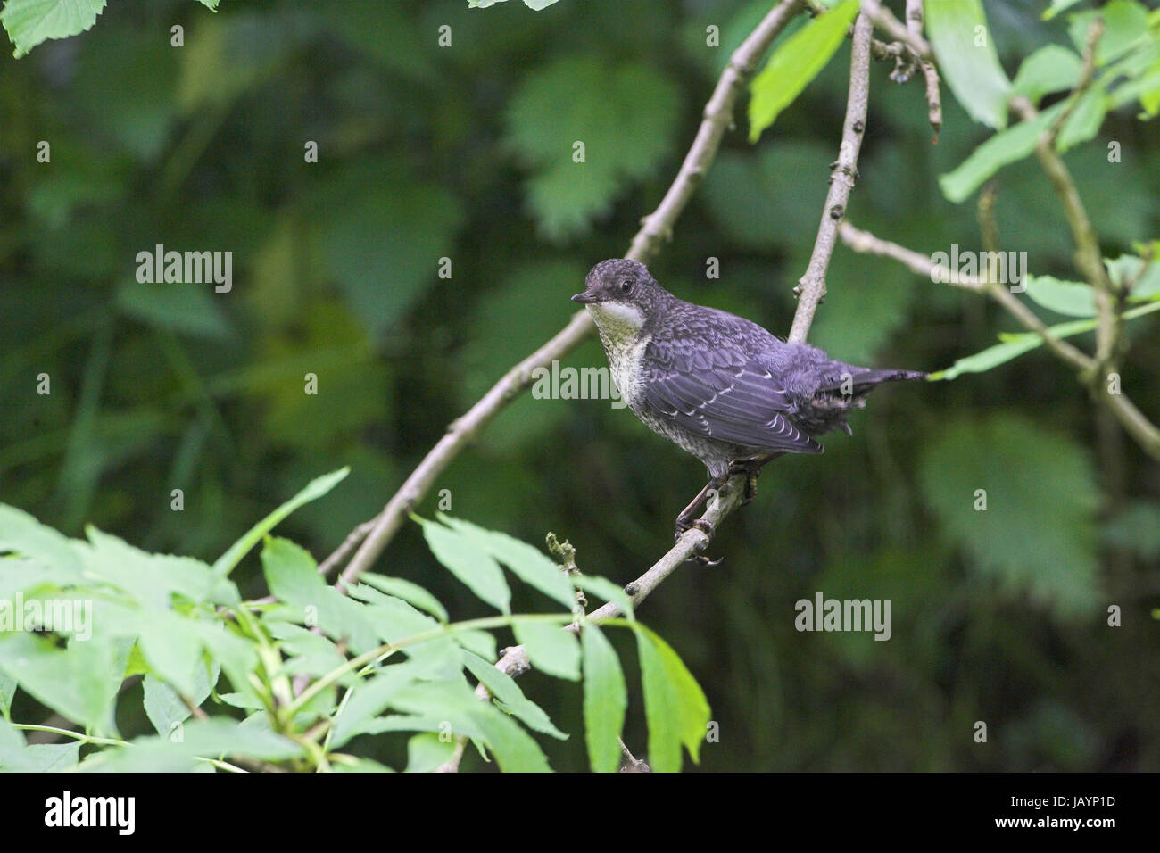 Lathkill dale ash tree hi-res stock photography and images - Alamy