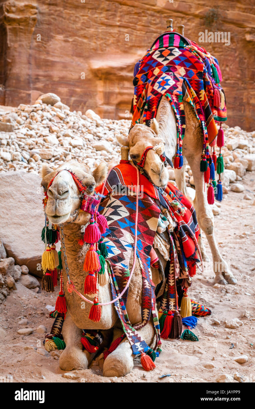 A pair of camels covered by colorful rugs in Petra, Jordan Stock Photo ...