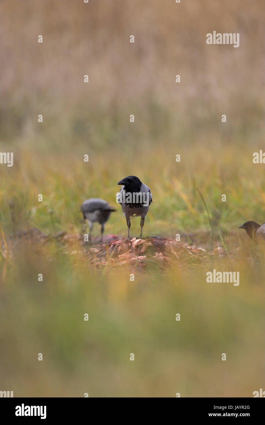 Hooded crow Corvus corone coming to food Hungary Stock Photo - Alamy