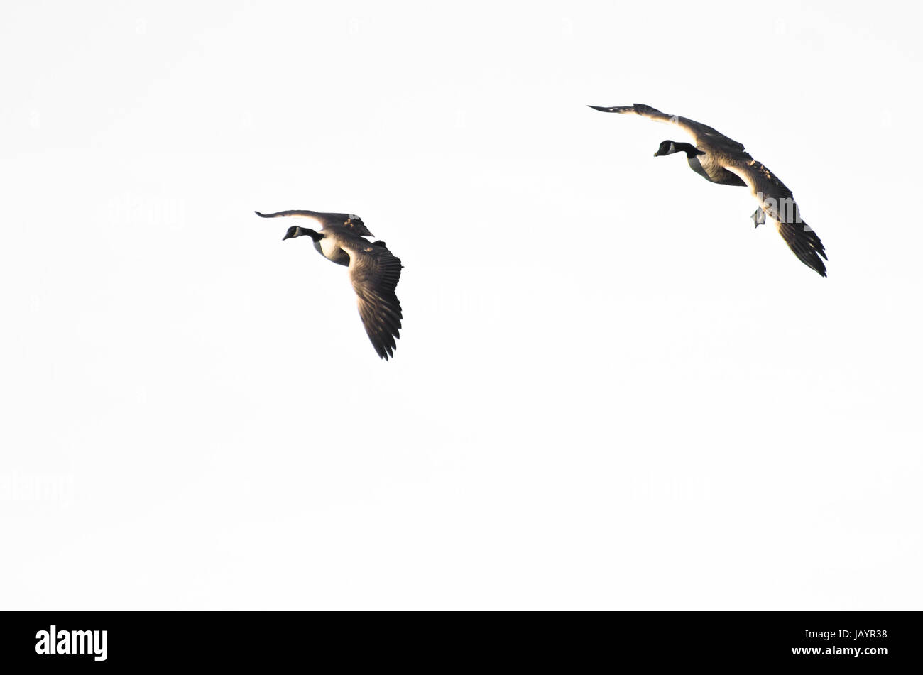 Two Geese Flying Against a White Background Stock Photo - Alamy