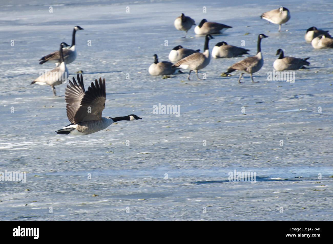 Canada Goose Taking Off From Frozen Lake Stock Photo - Alamy