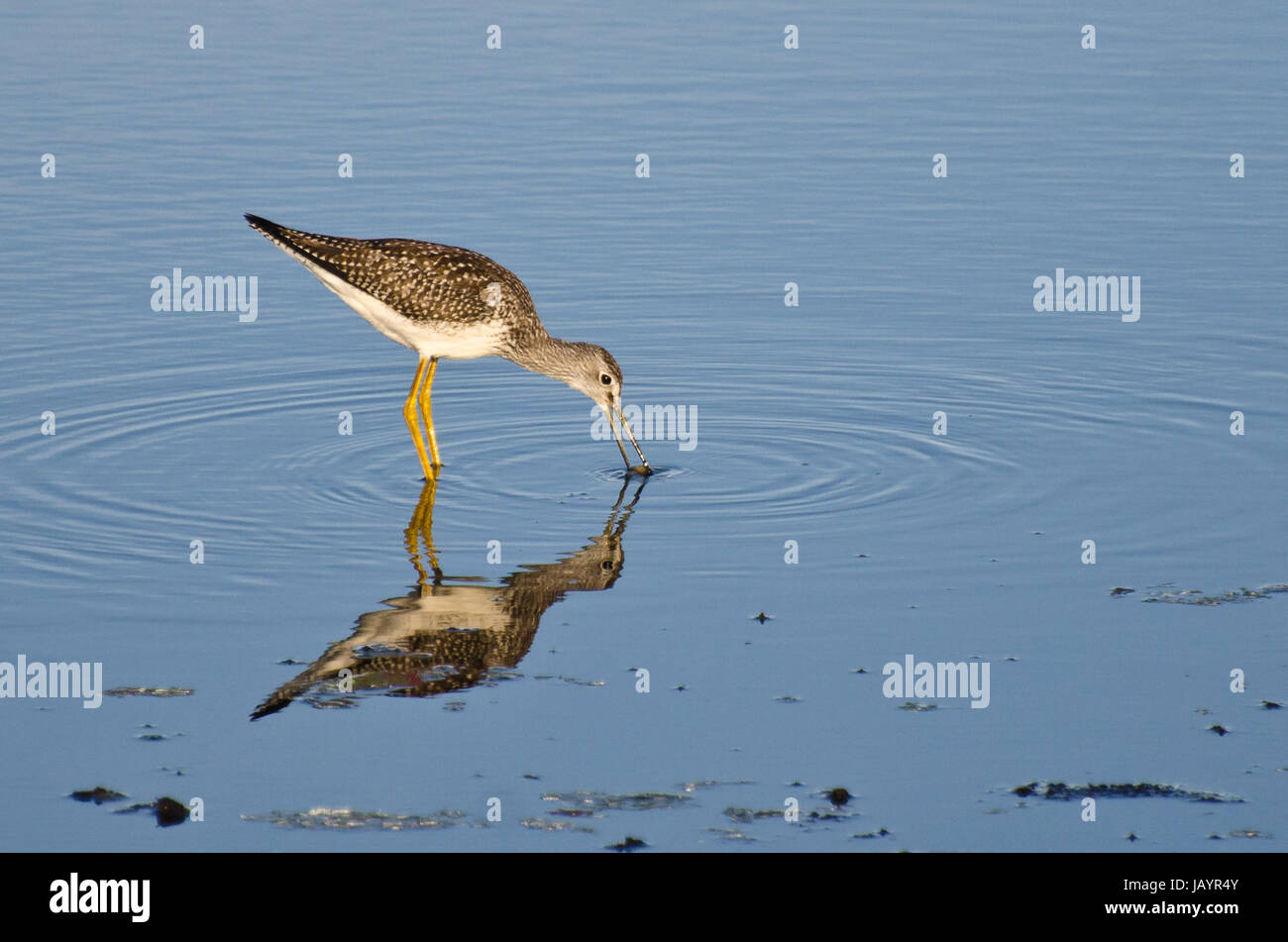 Sandpiper Catching a Fish Stock Photo - Alamy
