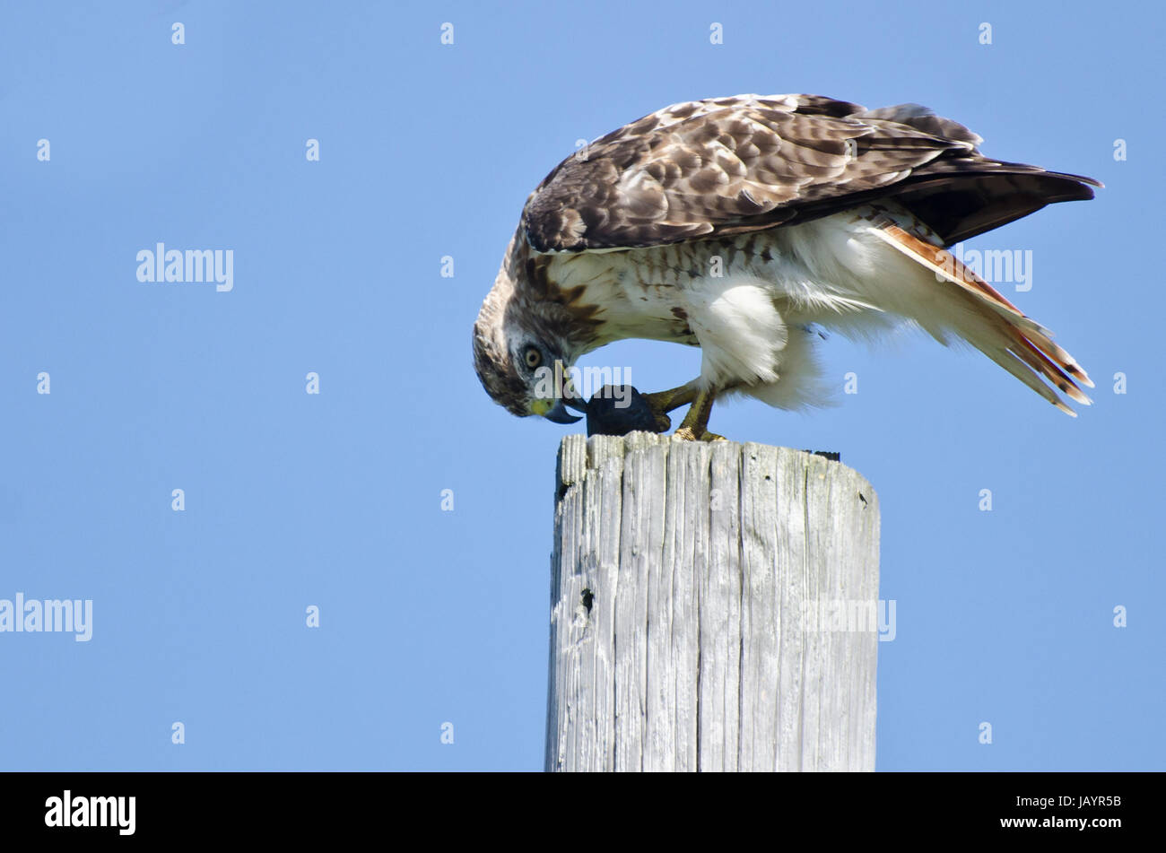 Bird eating turtle hi-res stock photography and images - Alamy