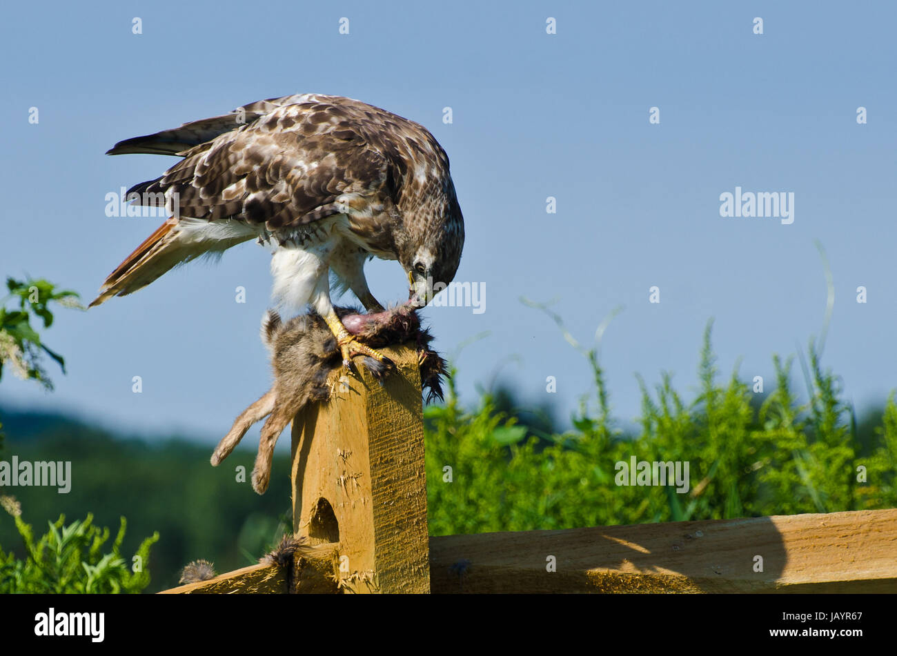 Red-Tailed Hawk Eating Captured Rabbit Stock Photo - Alamy