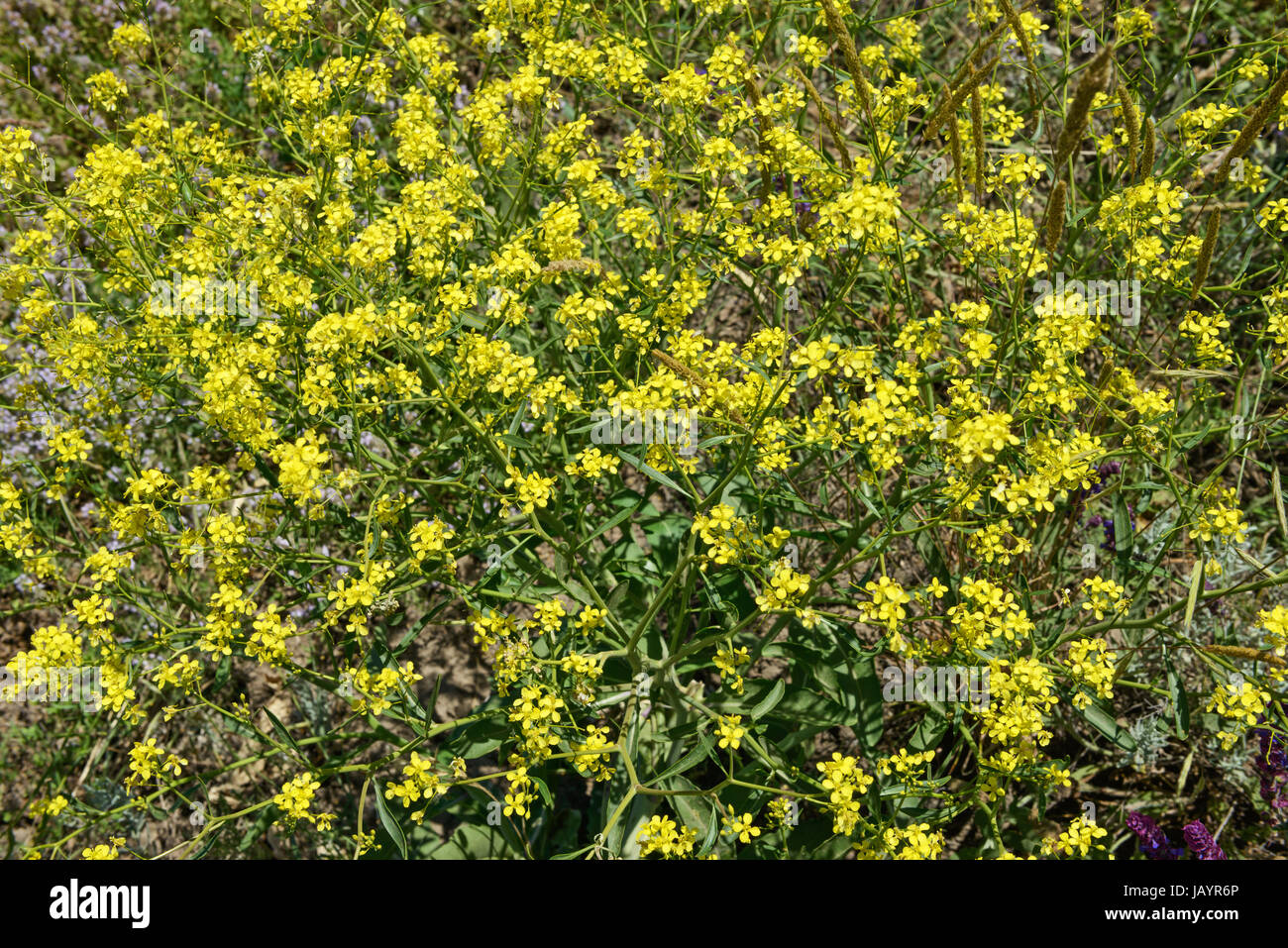 Close-up cruciferous branched bushy unidentified weed plant similar to ...