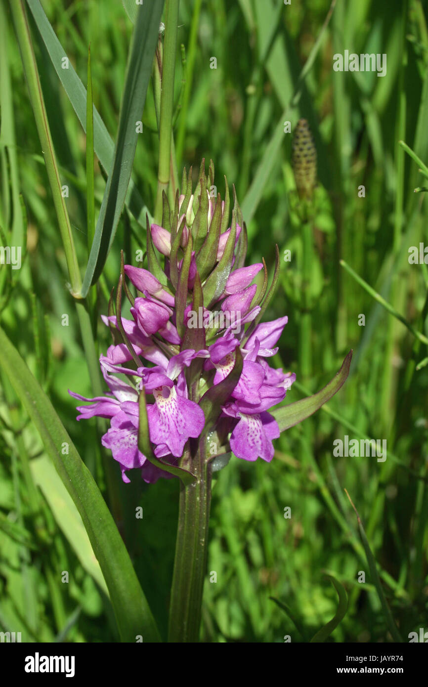 Southern Marsh Background