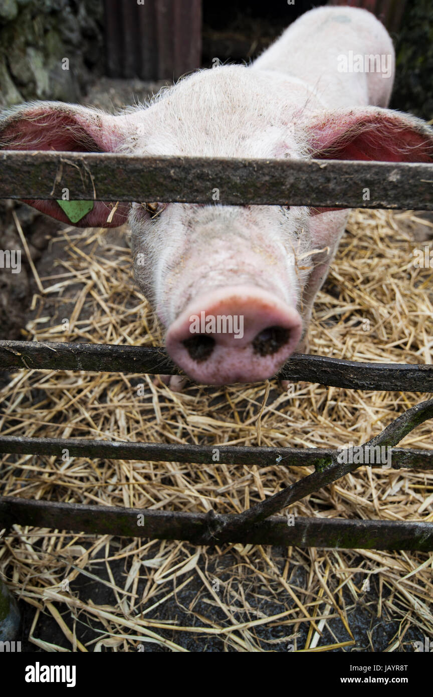 Pig in bars hi-res stock photography and images - Alamy