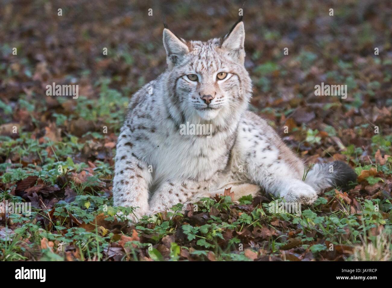 big cat feline predator Stock Photo - Alamy