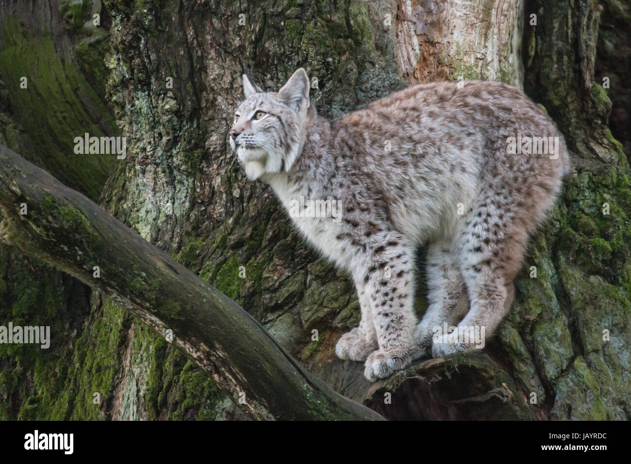 big cat feline predator Stock Photo - Alamy