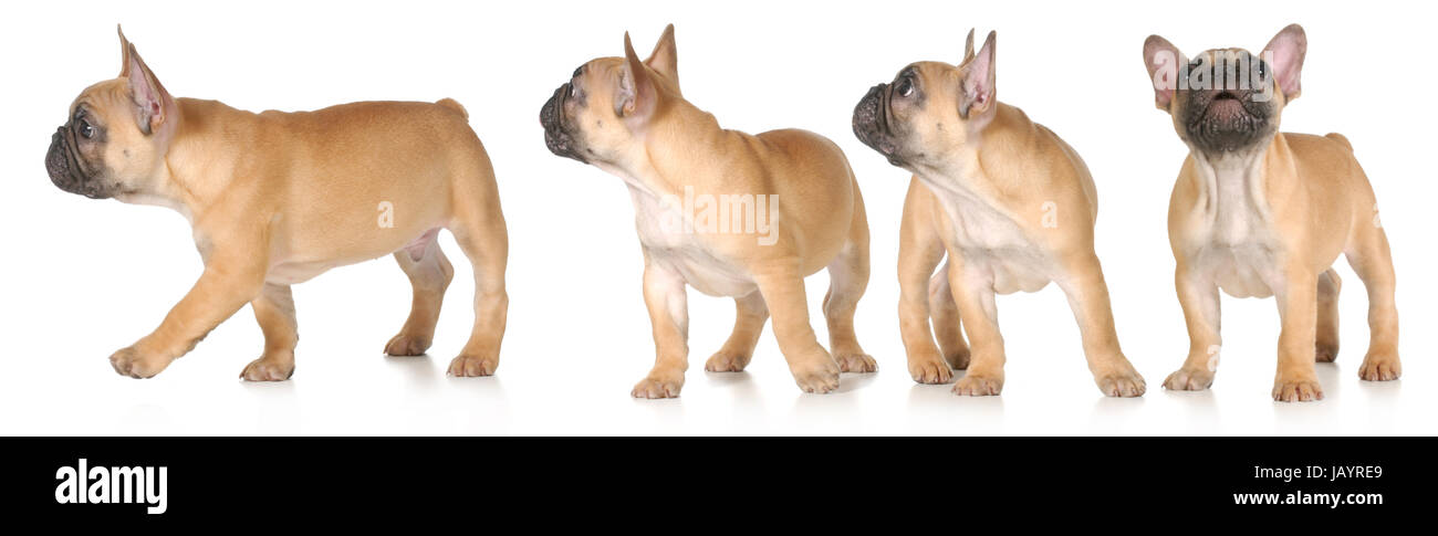 puppy barking and moving series - french bulldog Stock Photo - Alamy