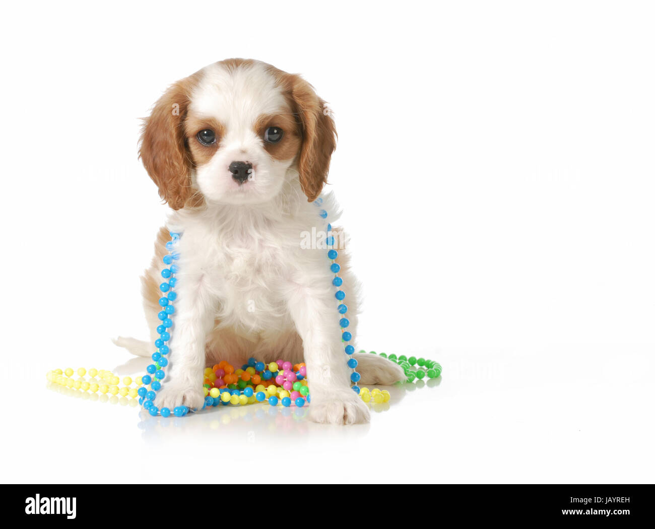 cute puppy - female cavalier king charles spaniel puppy sitting looking ...