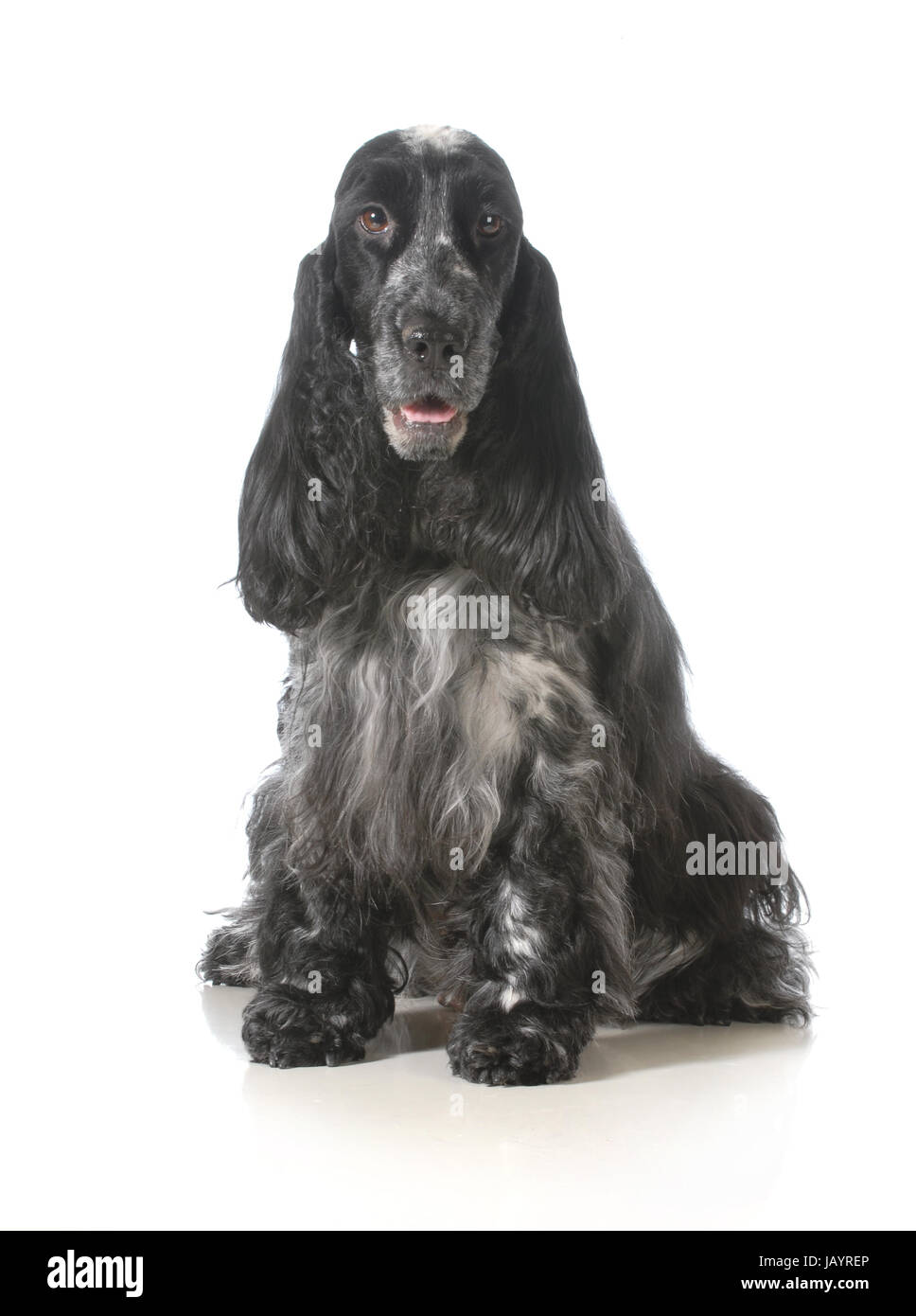 english cocker spaniel sitting looking at viewer isolated on white ...