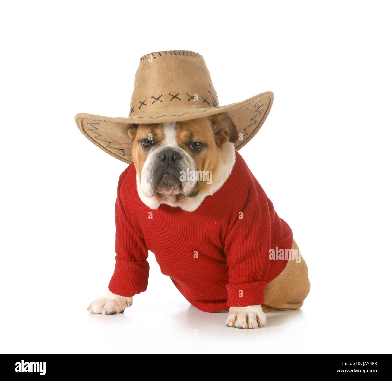 country dog - english bulldog wearing red shirt and western hat ...