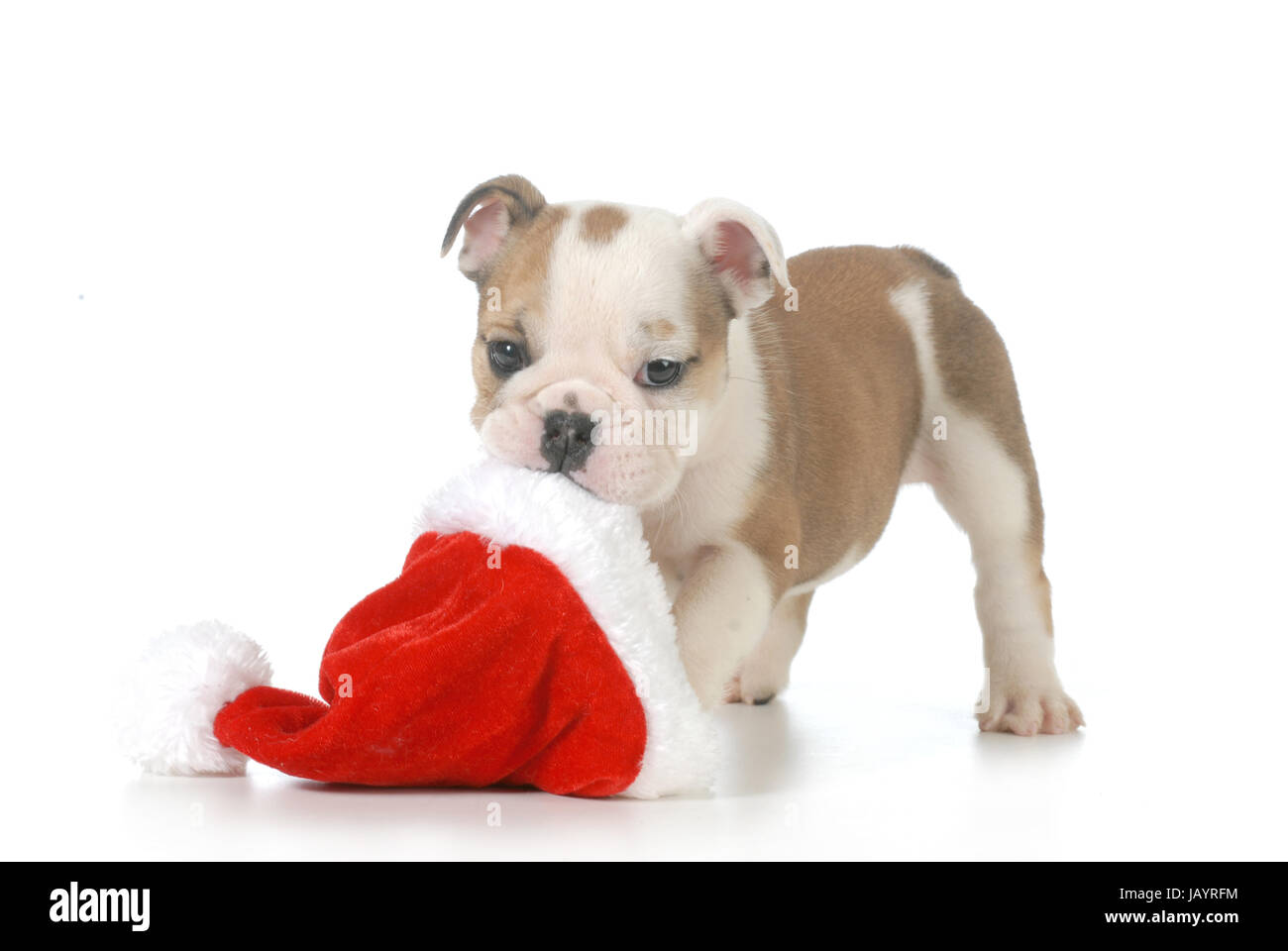 christmas puppy - english bulldog puppy carrying santa hat isolated on ...