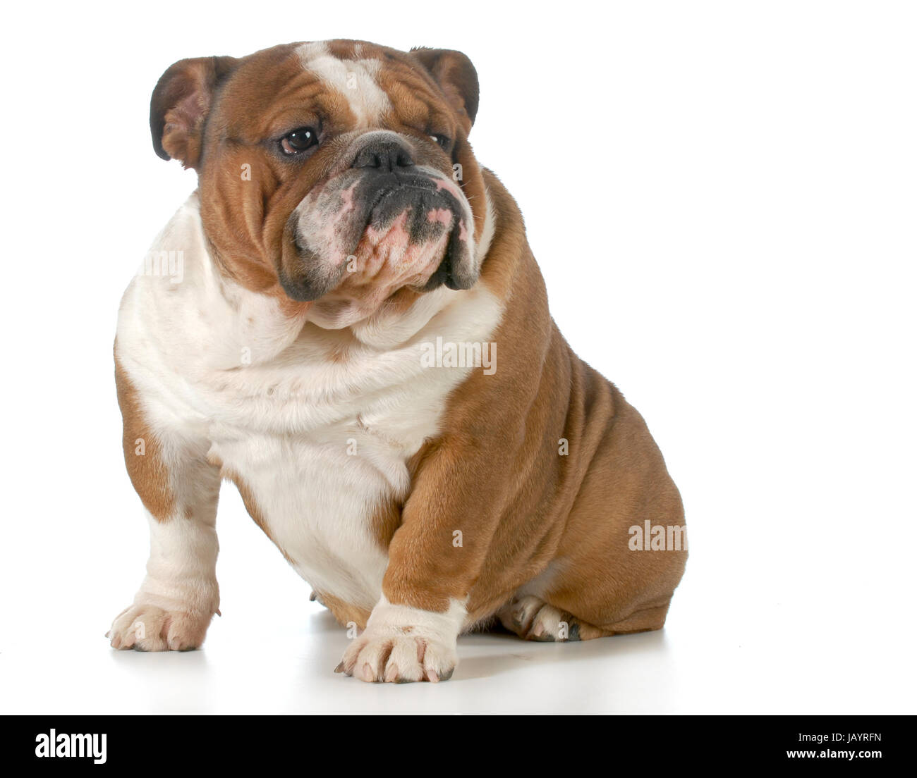 english bulldog sitting looking to the side isolated on white ...