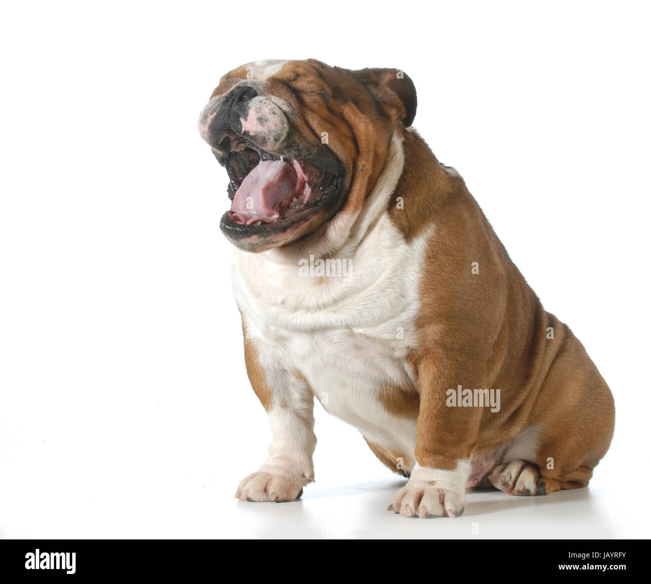 dog yawning or yelling isolated on white background - english bulldog ...
