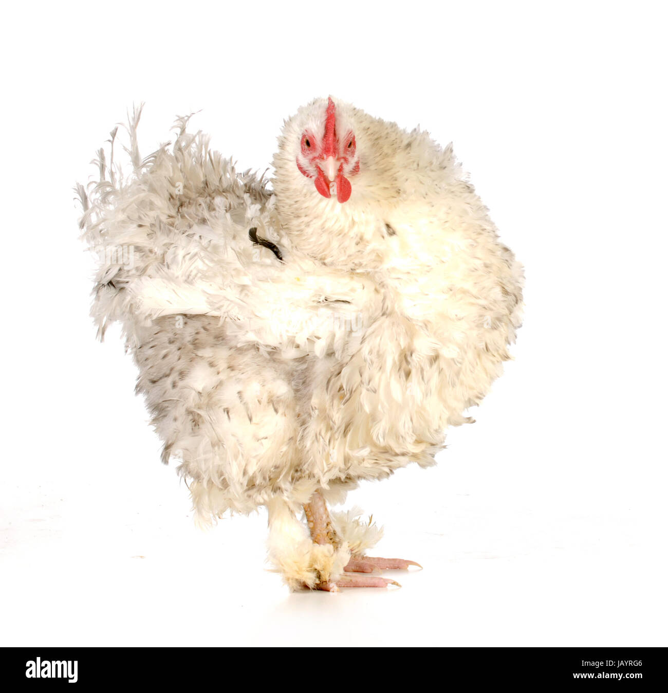 Frizzle chicken hi-res stock photography and images - Alamy