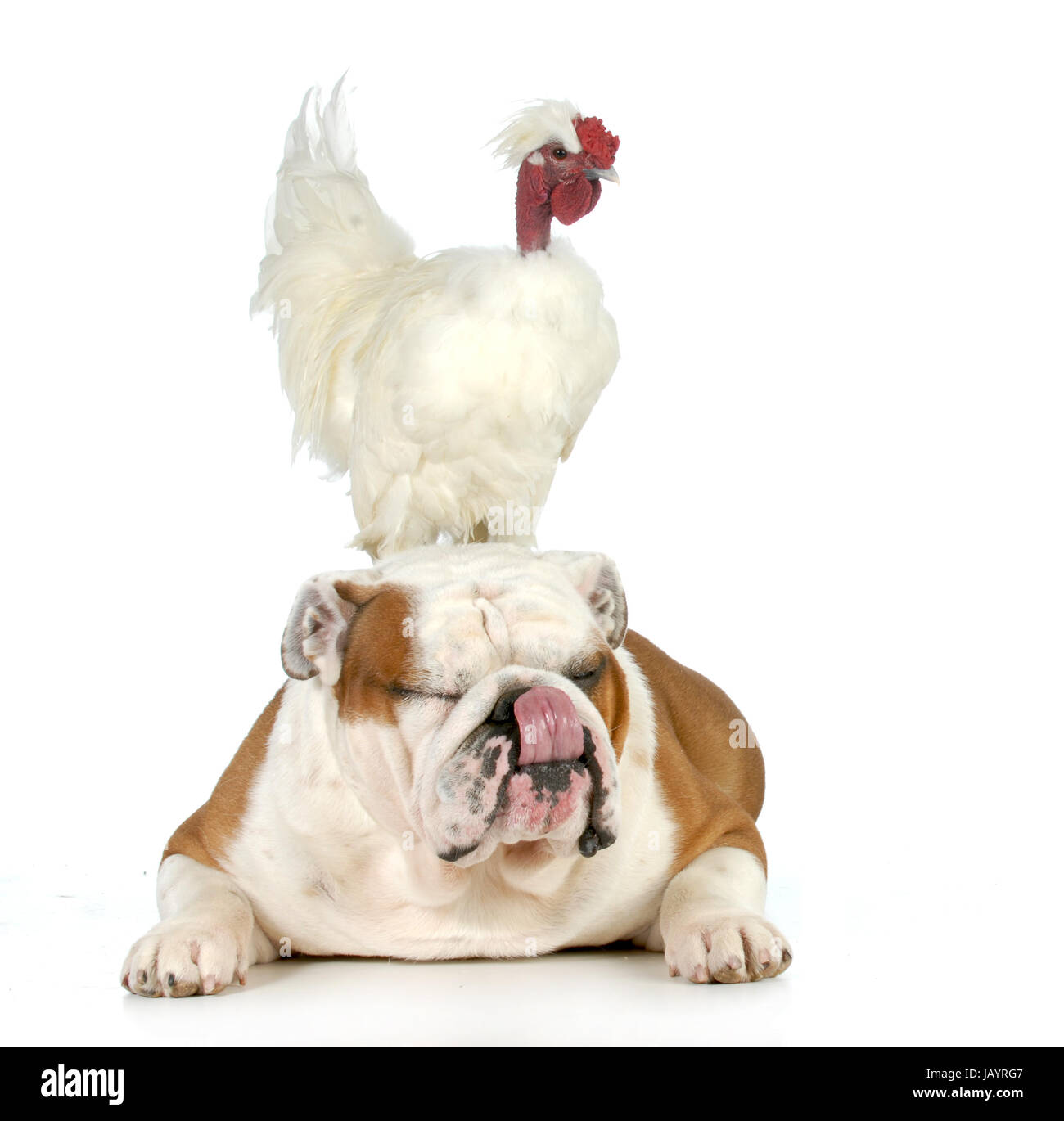 cock and bull - english bulldog with a chicken sitting on his head ...