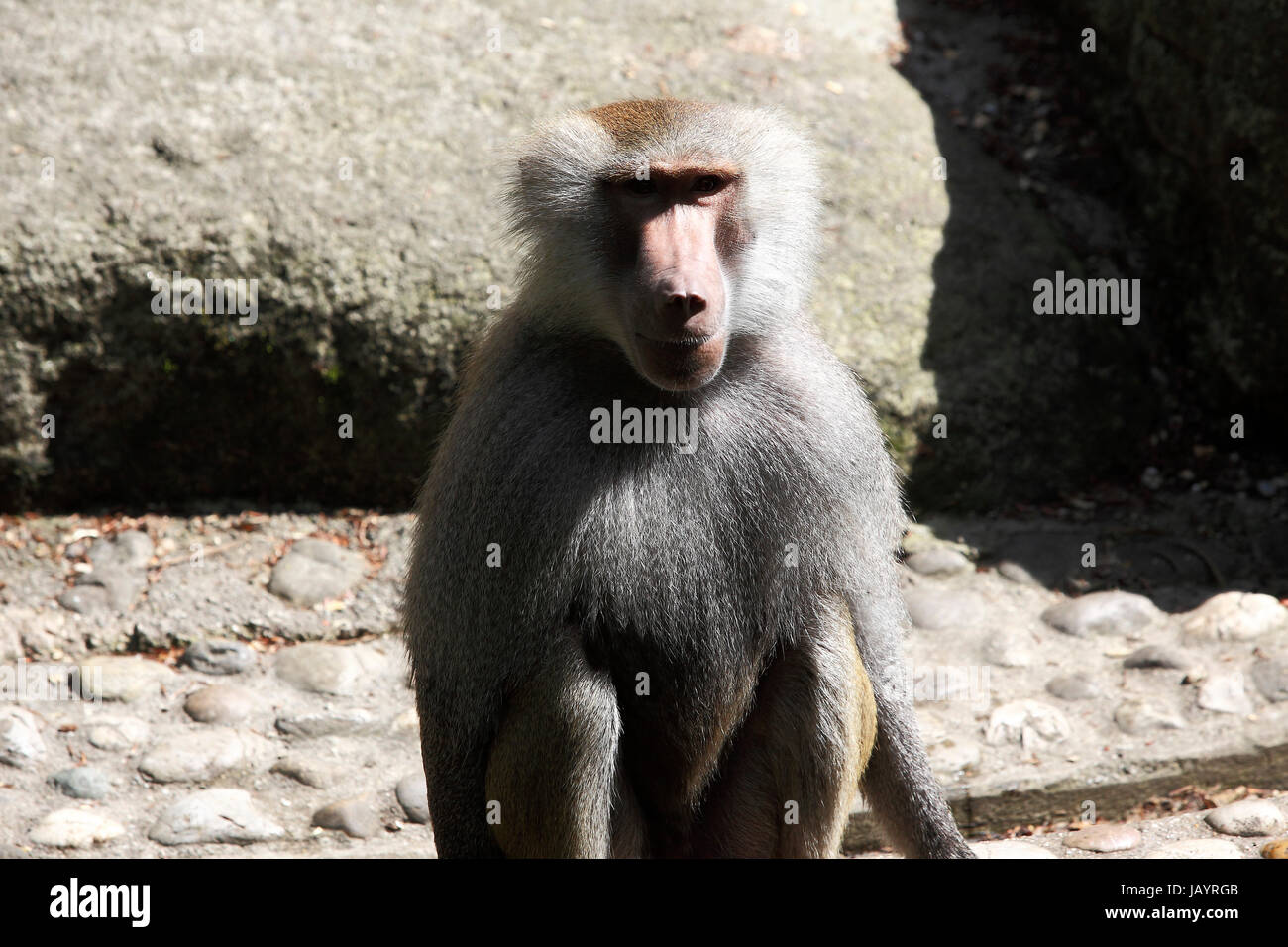 Baboon skin and tail hi-res stock photography and images - Alamy