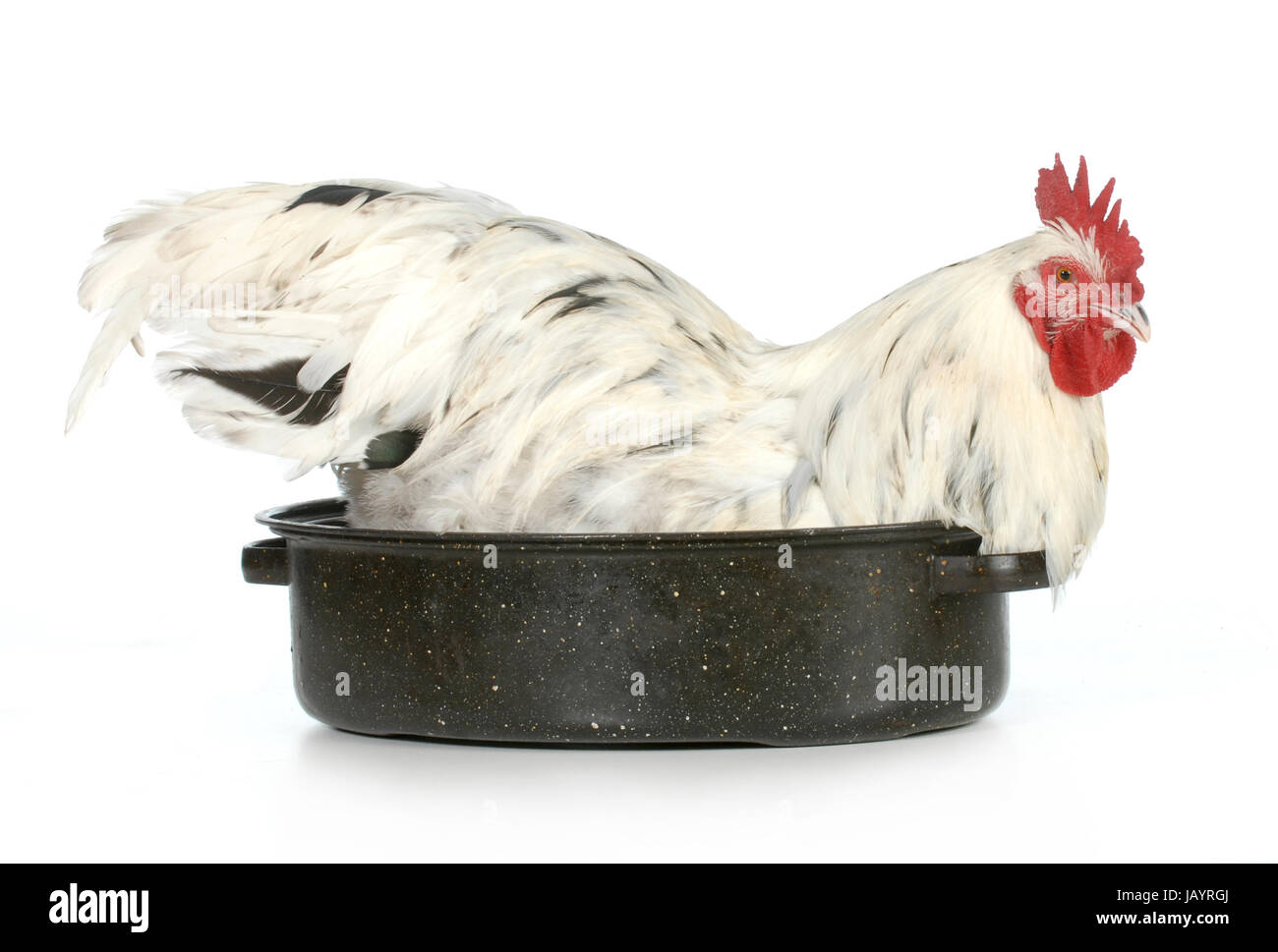 roast chicken - rooster sitting in a roasting pan isolated on white ...