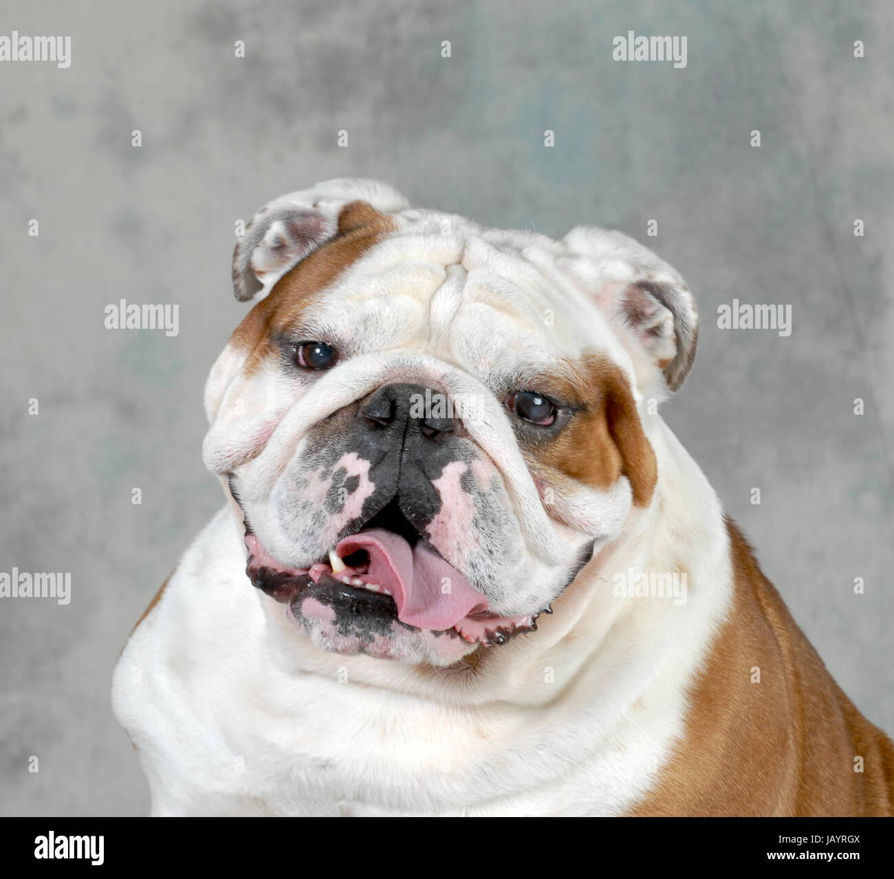 english bulldog portrait - 4 year old male Stock Photo - Alamy