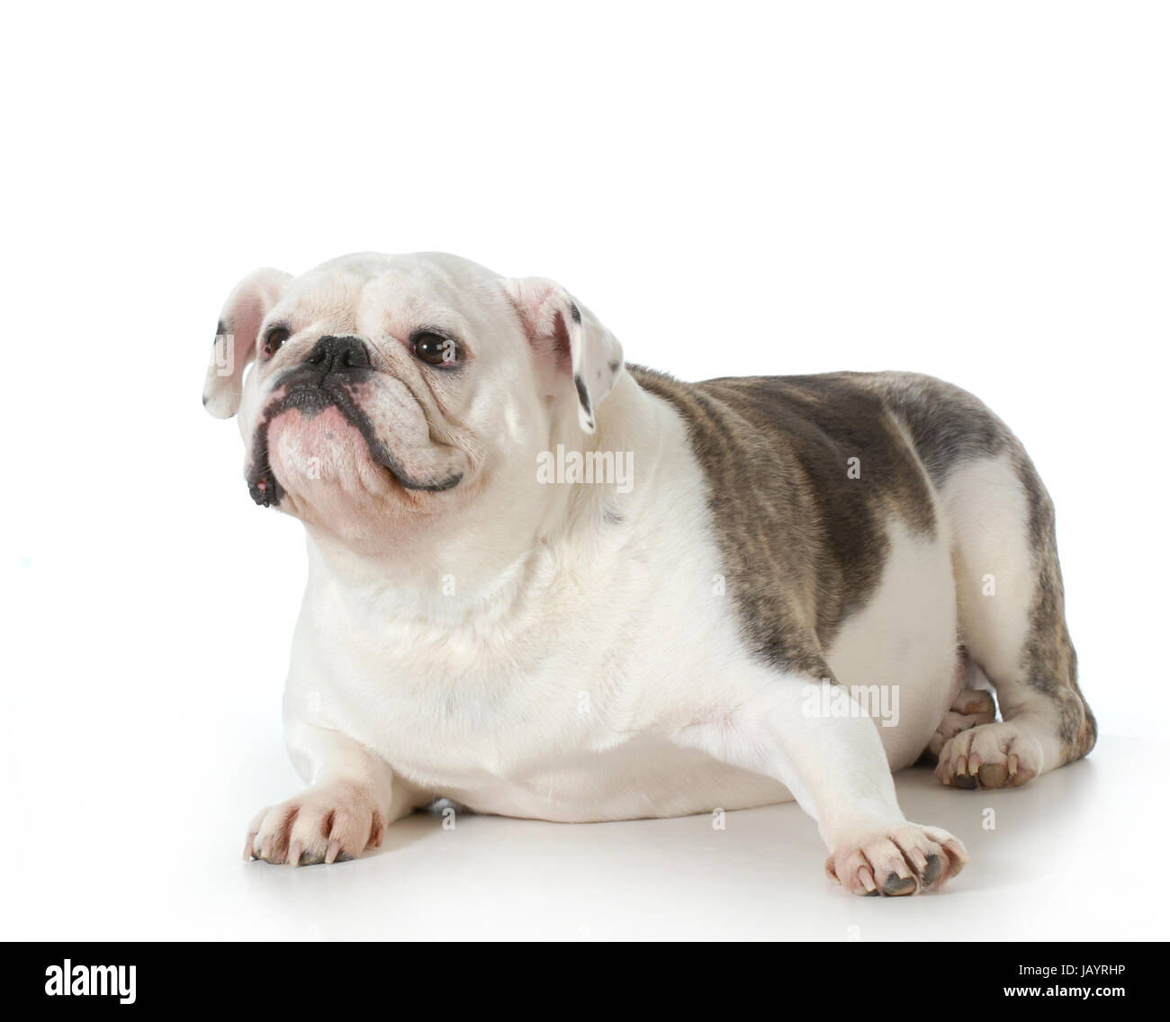 english bulldog looking up isolated on white background - female Stock ...