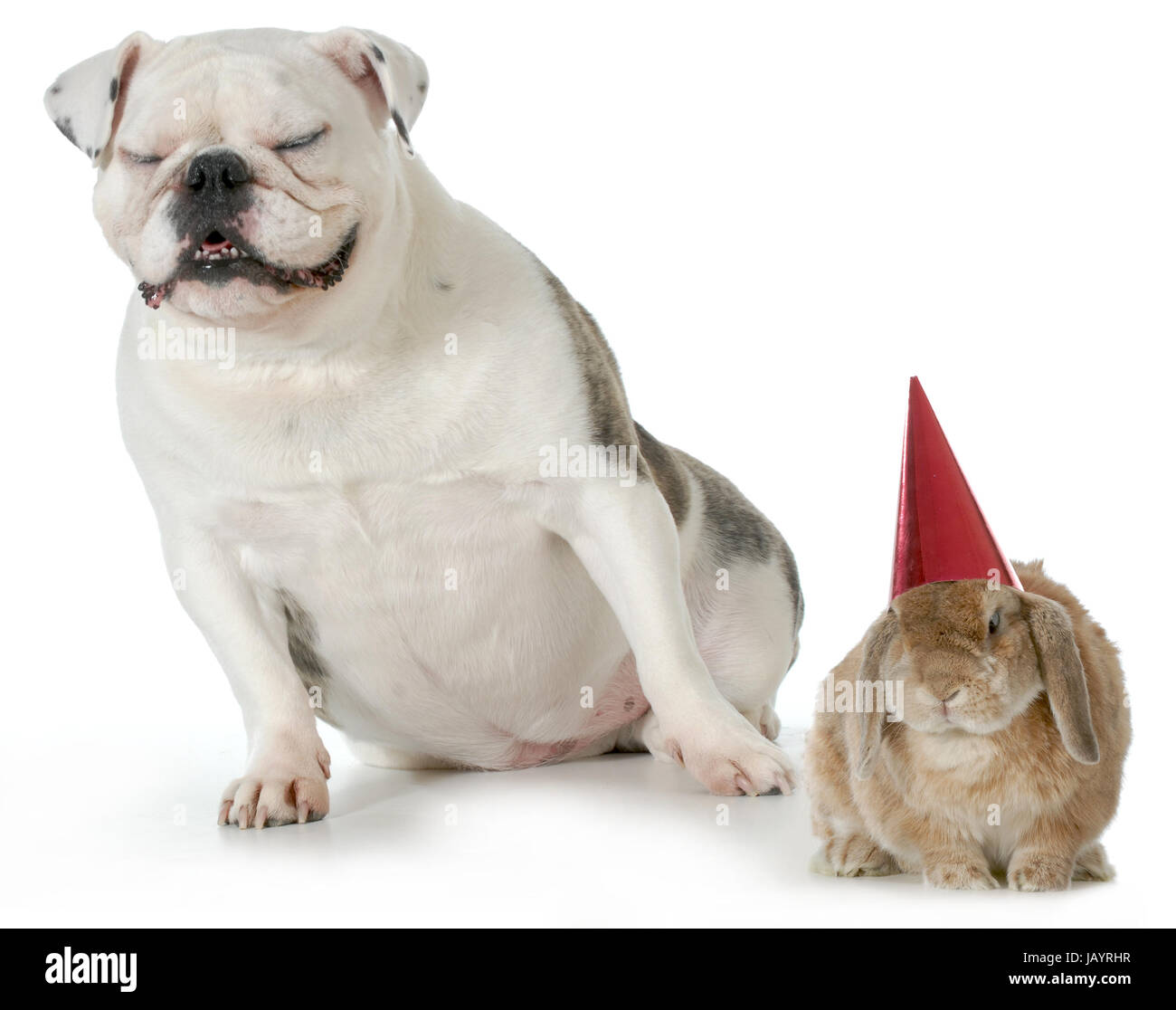 Laughing Bulldog