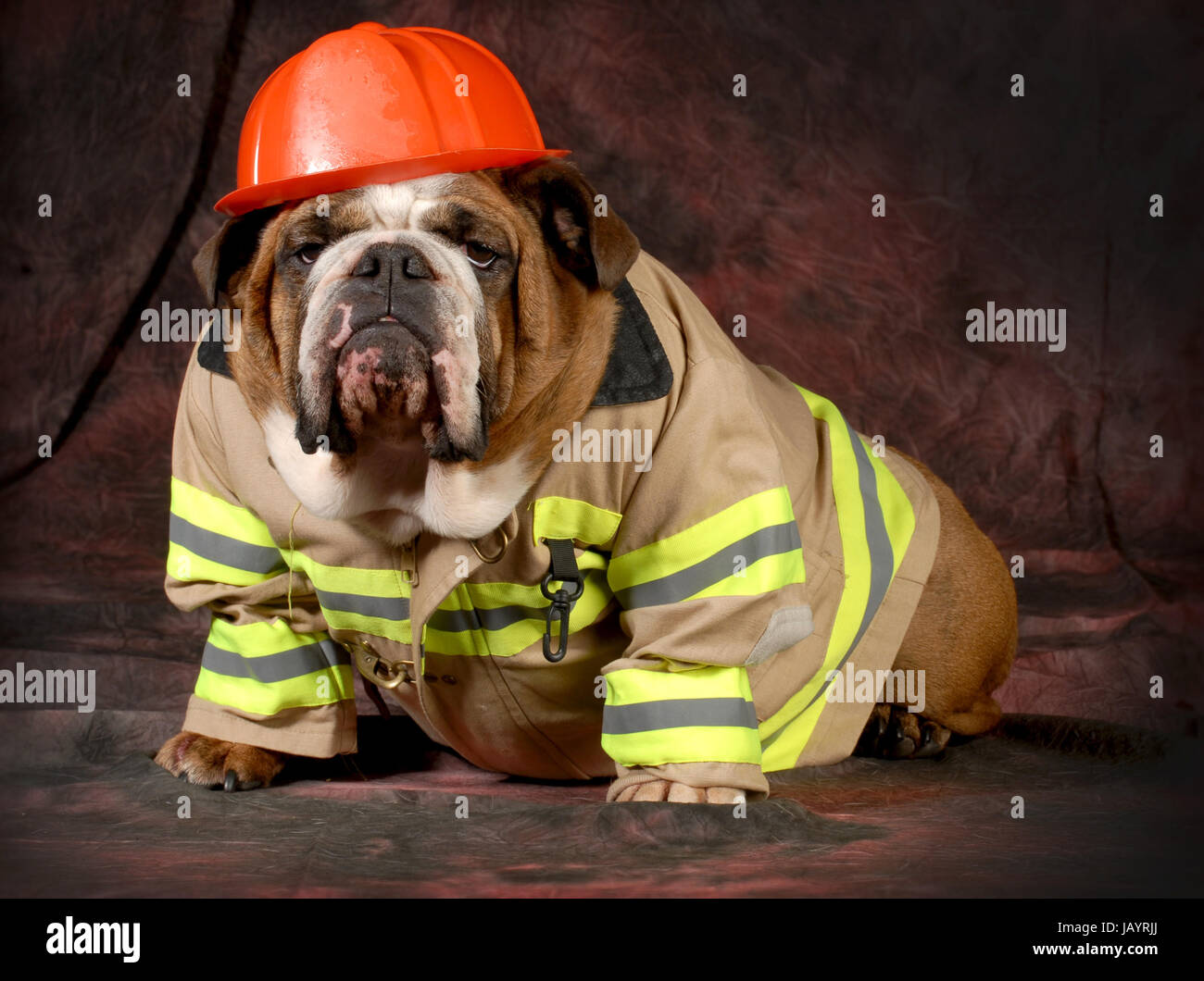 Portrait firefighter wearing safety hi-res stock photography and images ...