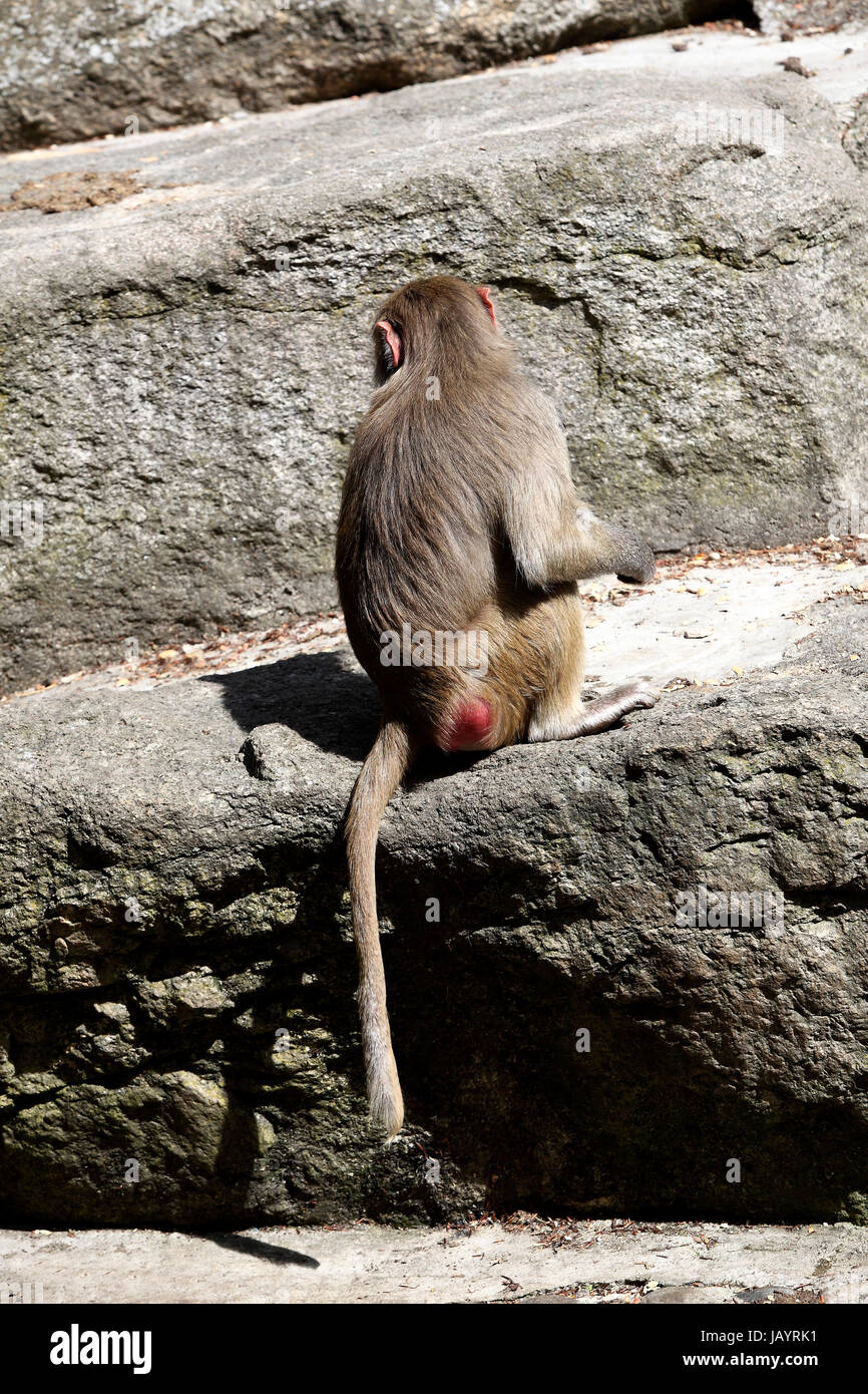 Baboon skin and tail hi-res stock photography and images - Alamy
