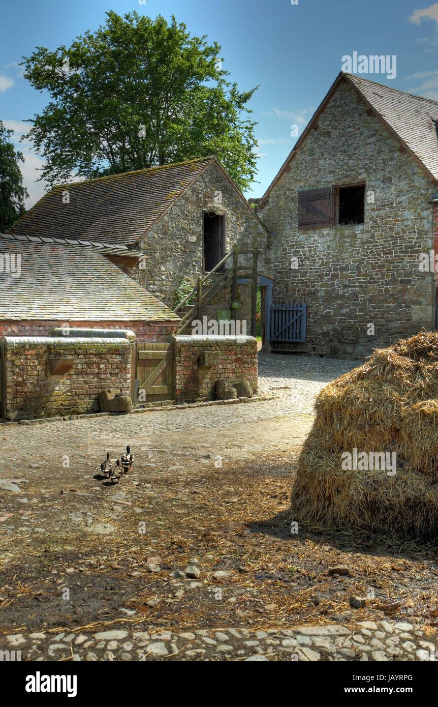 Traditional English farmyard with ducks and muck heap Stock Photo - Alamy