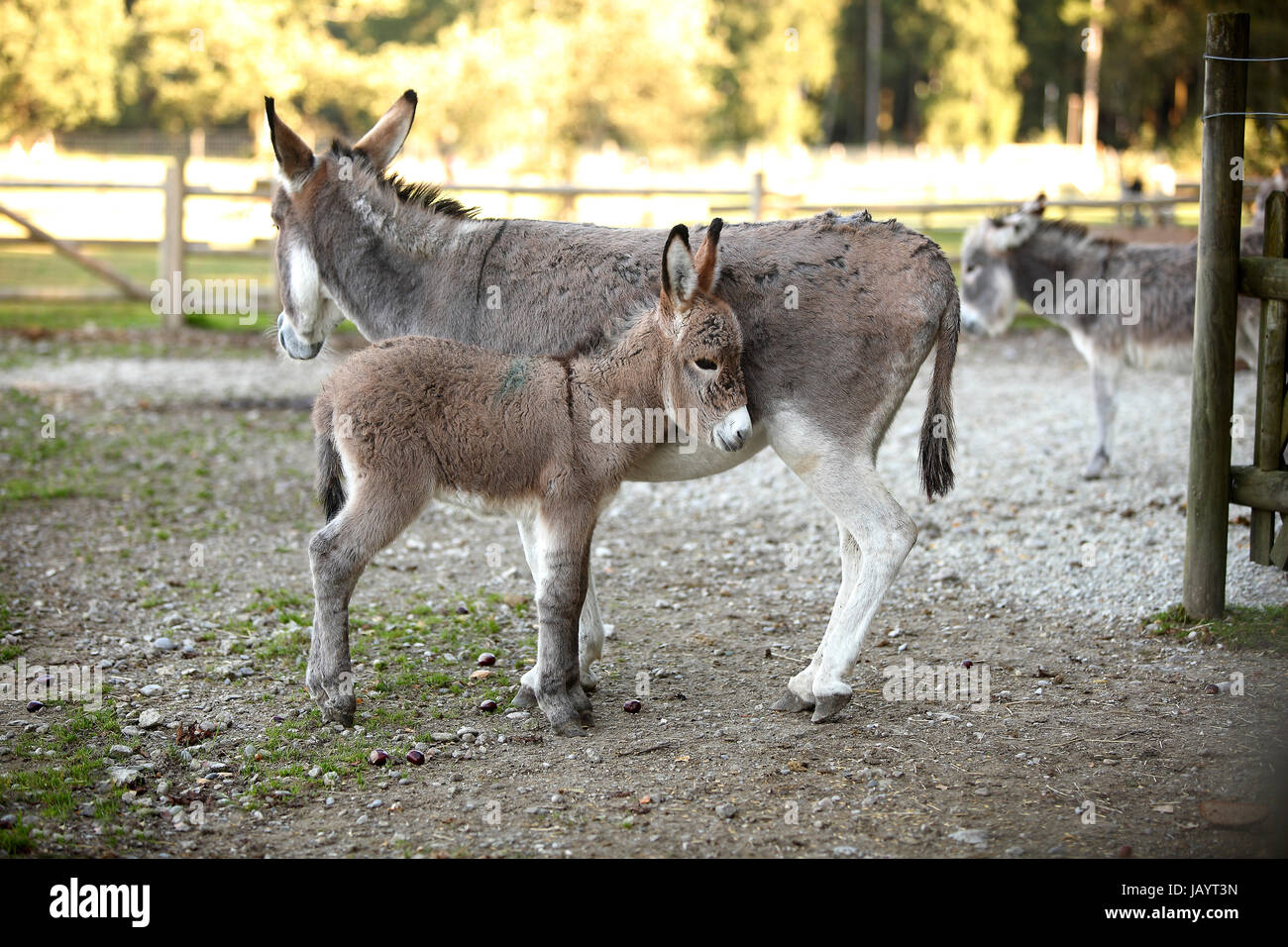 Eselfamilie hi-res stock photography and images - Alamy