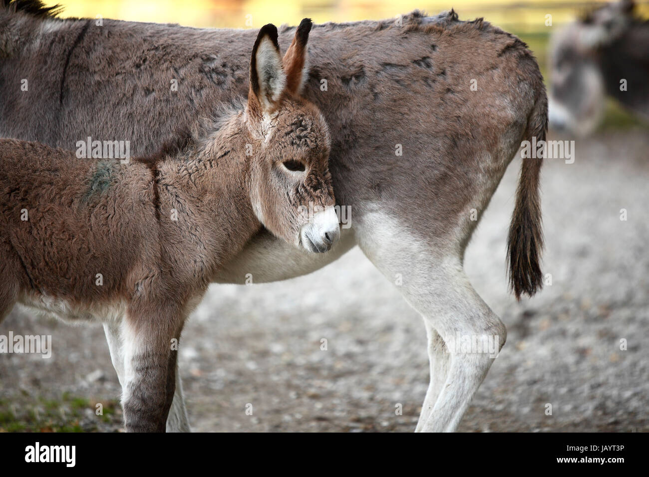 Donkey Cub Meadow High Resolution Stock Photography and Images - Alamy