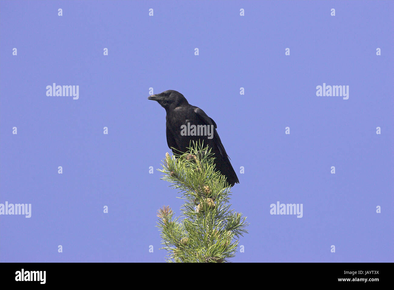 American crow Corvus brachyrhynchos perched on coniferous tree United ...