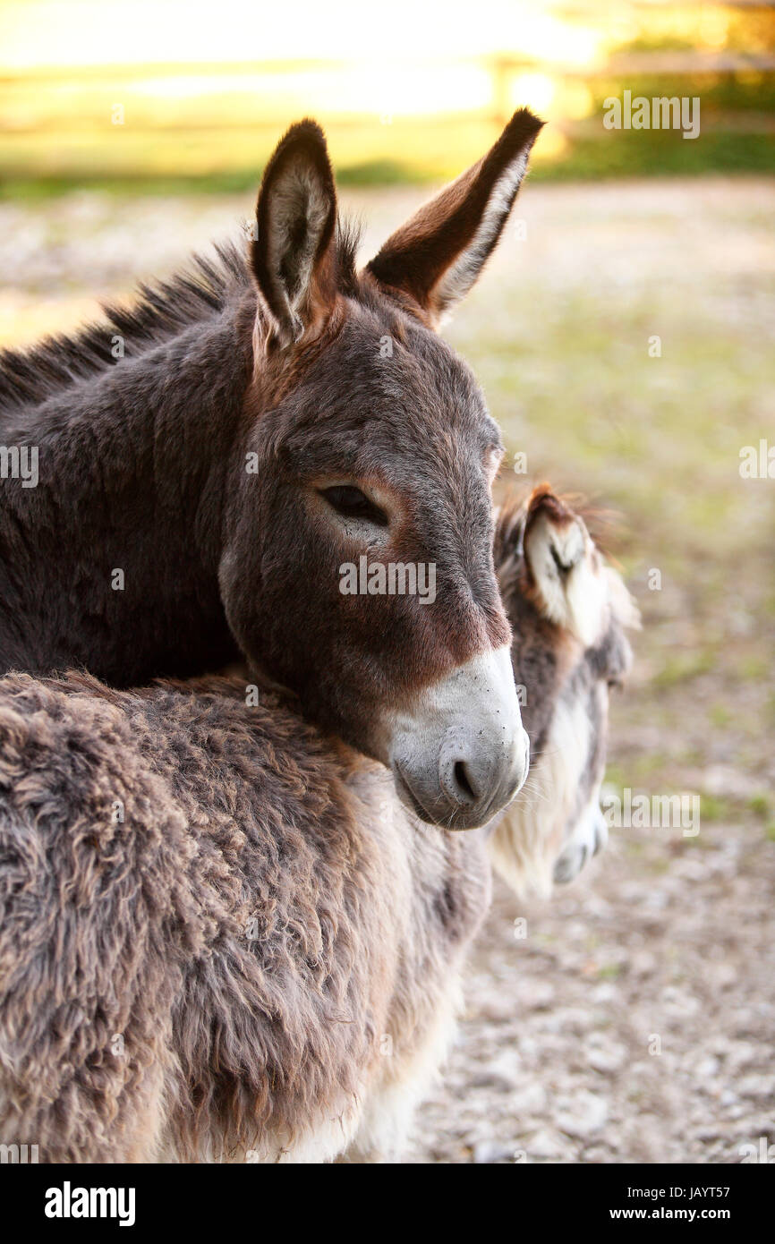 Donkey Cub Meadow High Resolution Stock Photography and Images - Alamy