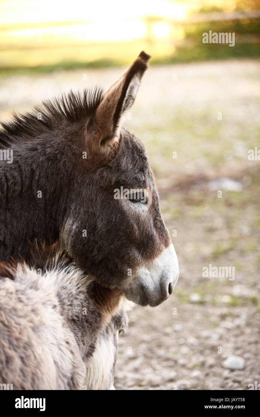 Donkey cub meadow hi-res stock photography and images - Alamy