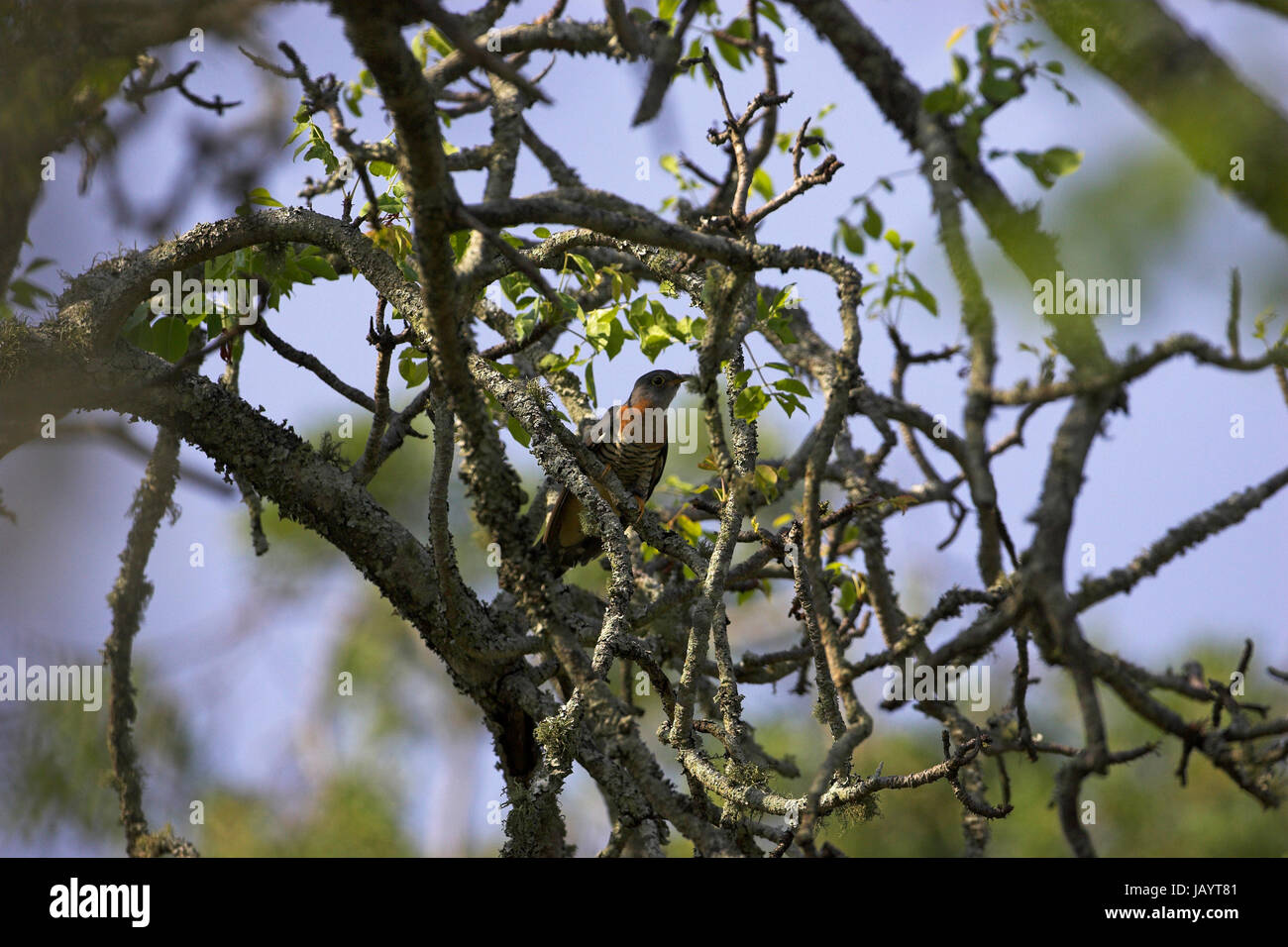 Red-chested cuckoo Cuculus solitarius Pretoriuskop Kruger National Park ...